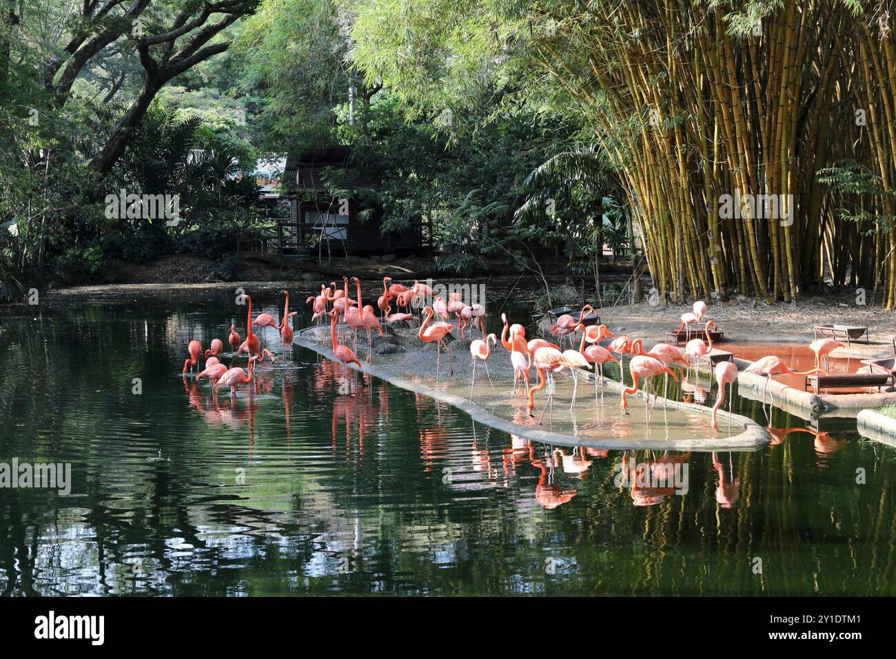 Cali, Colombia. 4th Sep, 2024. Flamingos are pictured at Cali Zoo in ...