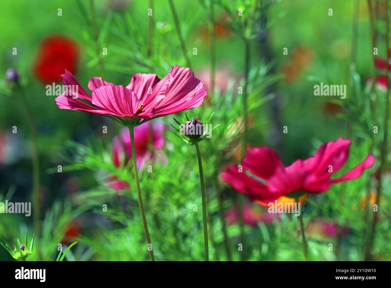 Bright pink flower with yellow centre hi-res stock photography and ...