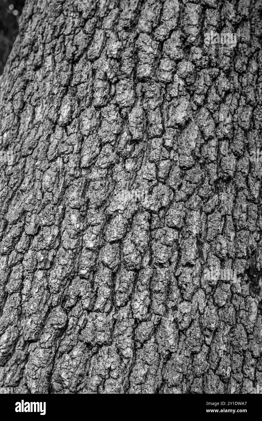 Detailed view tree bark hi-res stock photography and images - Alamy