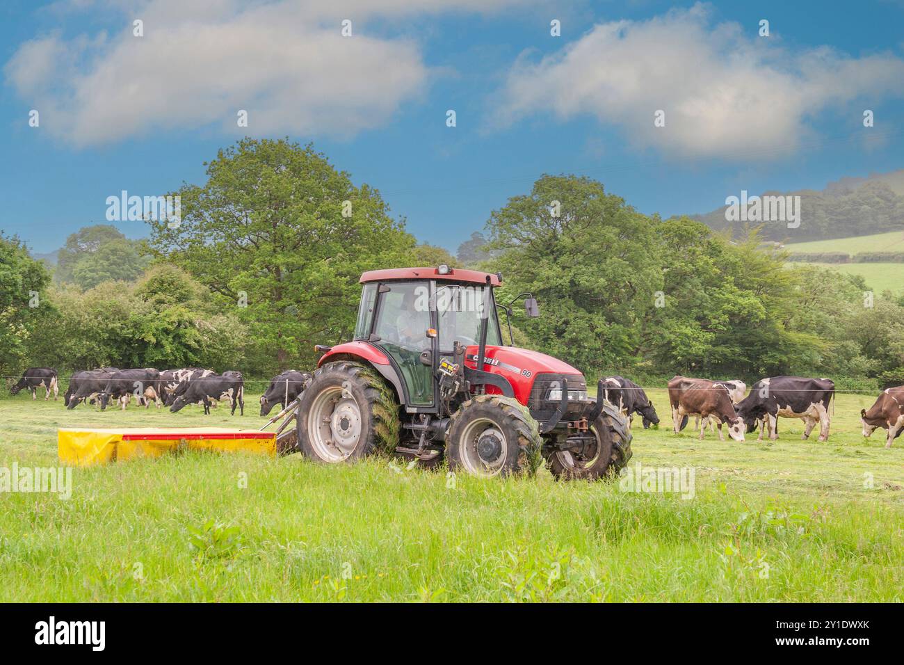 farmer mowing grass in a tractor with cows behind Stock Photo - Alamy