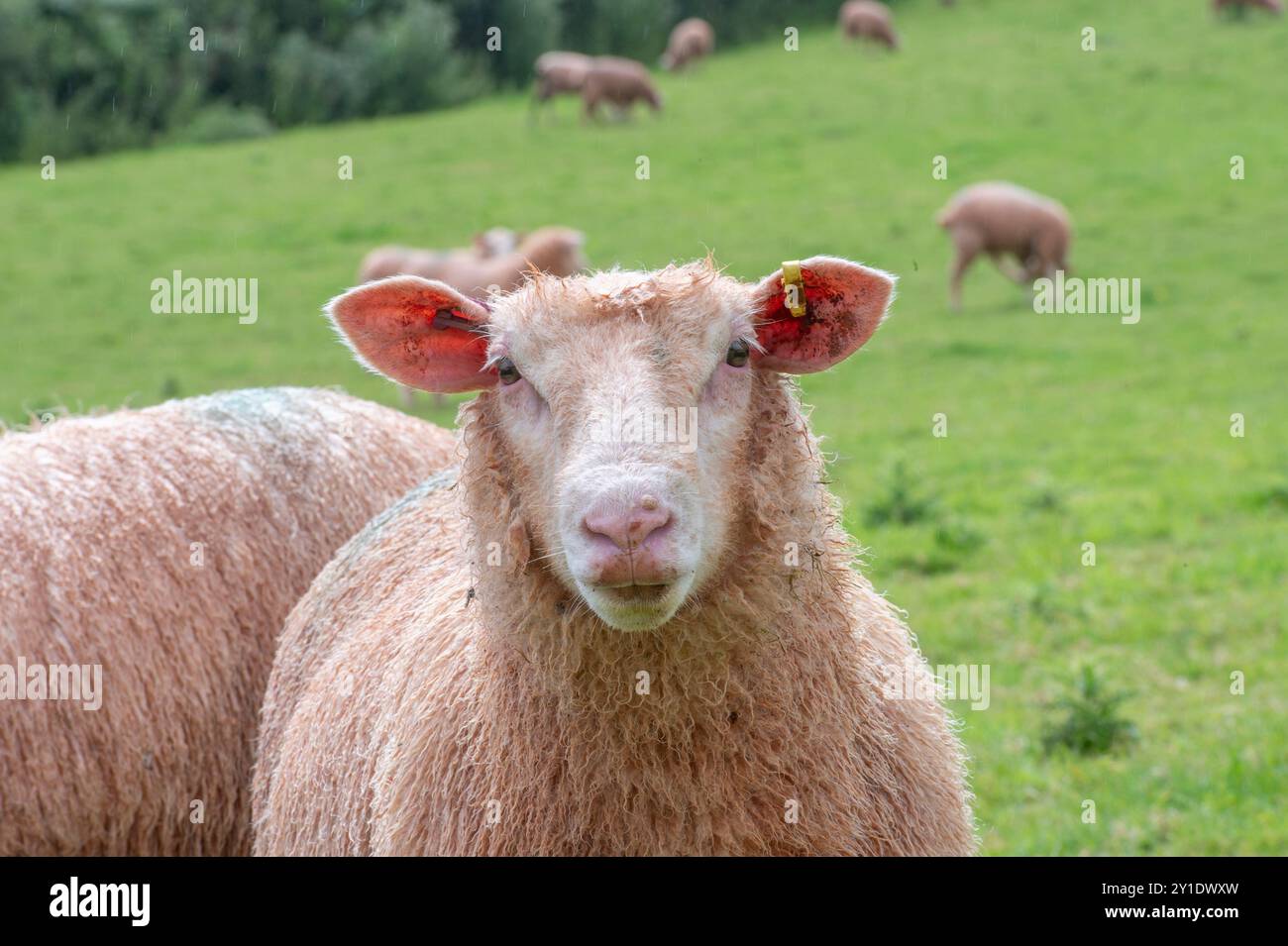 sheep outside in a field with one close up Stock Photo - Alamy