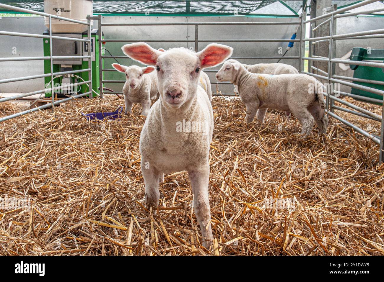 Lambing outdoors hi-res stock photography and images - Alamy