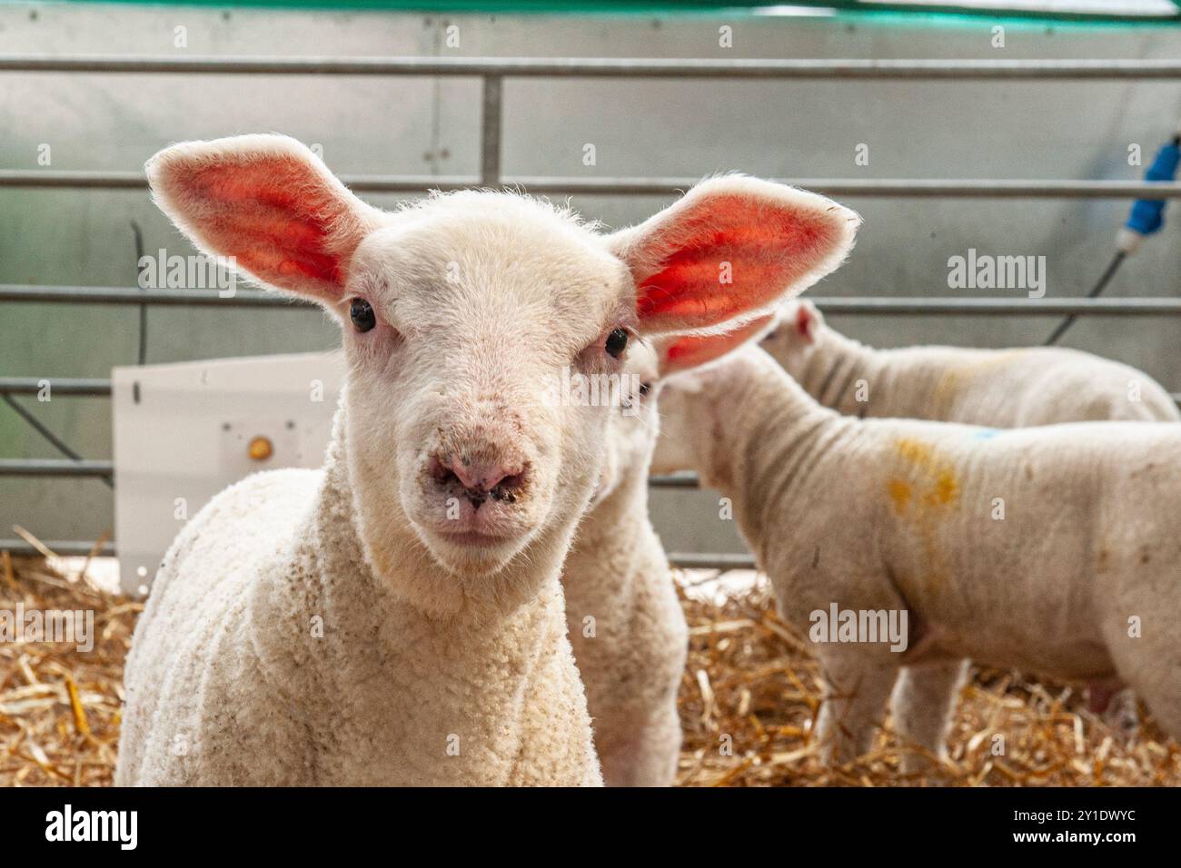 Indoor breeding hi-res stock photography and images - Alamy