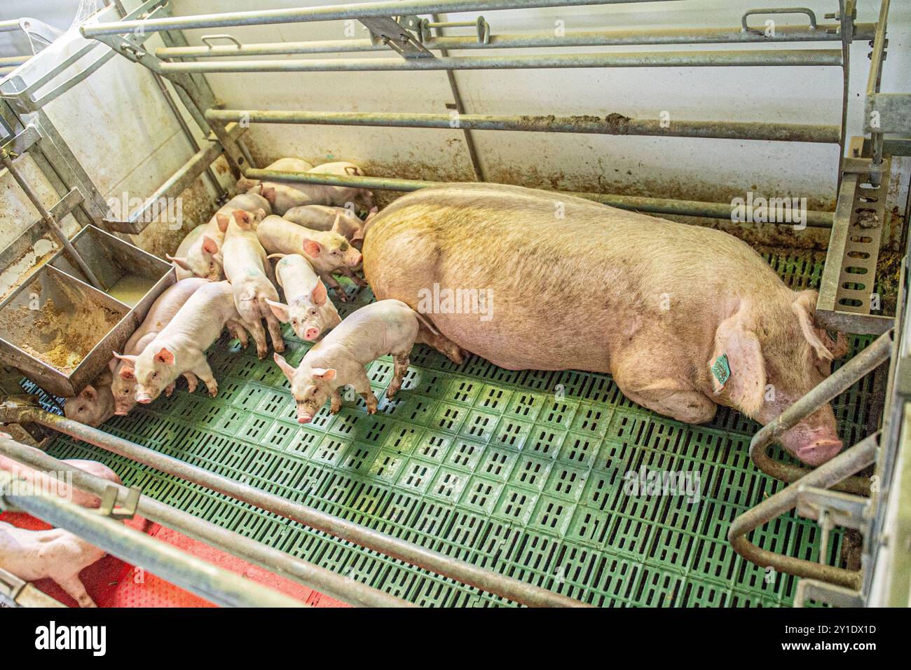 large commercial white sow, farrowing piglets in a farrowing pen Stock ...