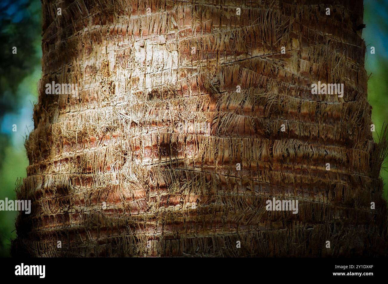 The sun shines on the outer layer of a palm tree in southern Arizona ...