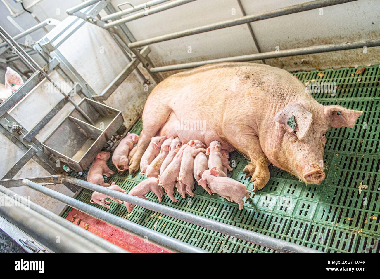 large commercial white sow, farrowing piglets in a farrowing pen Stock ...