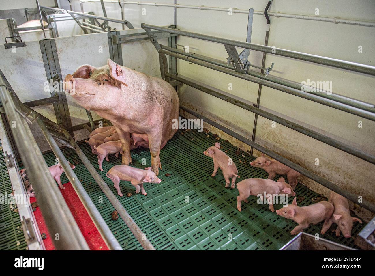 large commercial white sow, with piglets in a farrowing pen Stock Photo ...