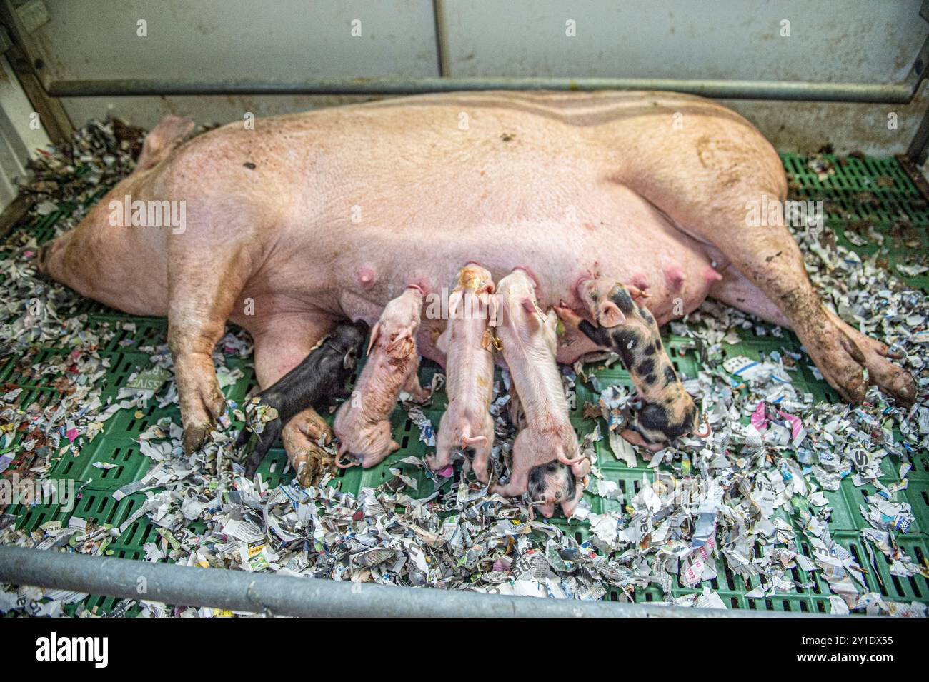 large commercial white sow, suckling piglets in a farrowing pen Stock ...