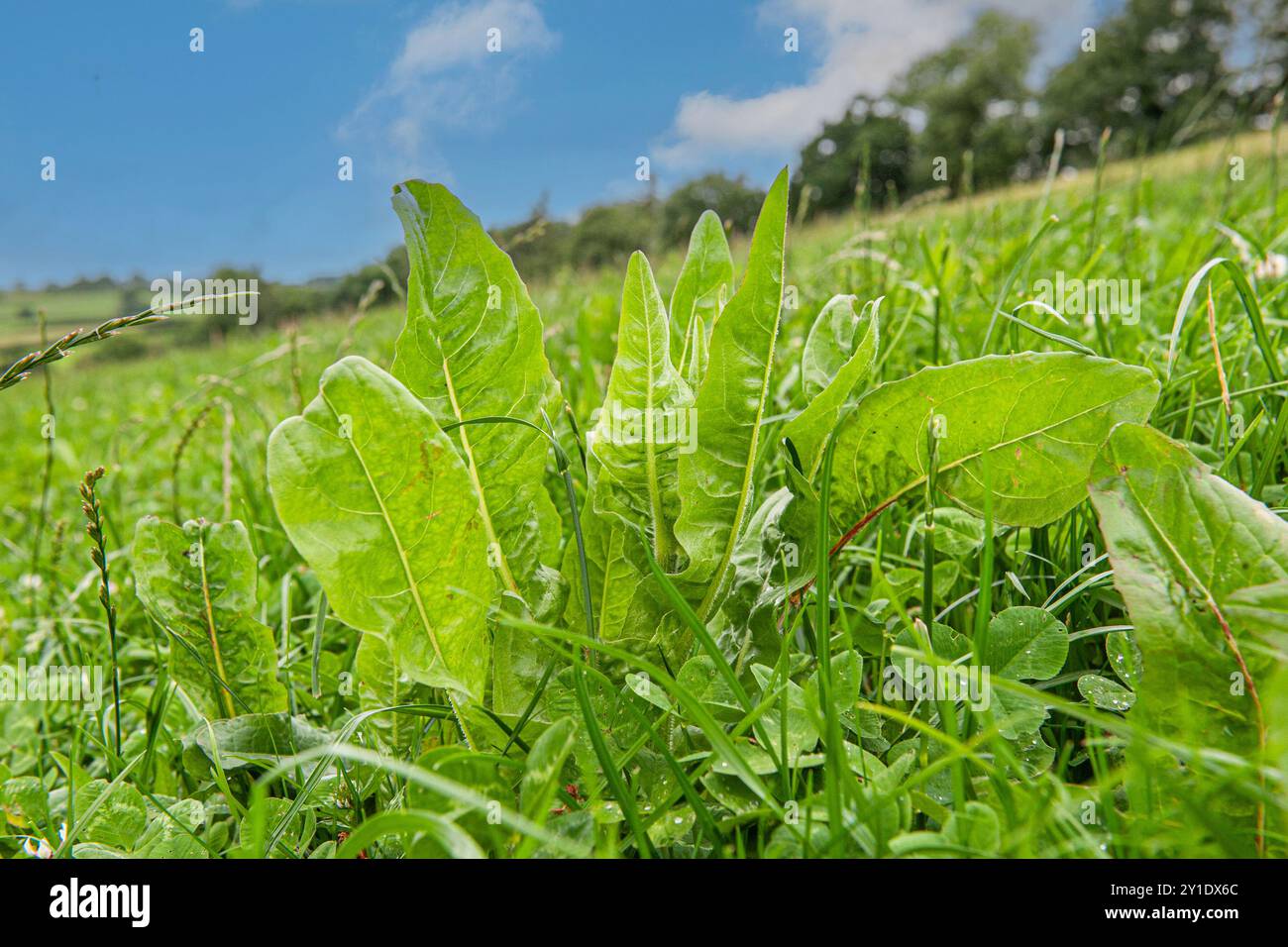 Ley animal hi-res stock photography and images - Alamy