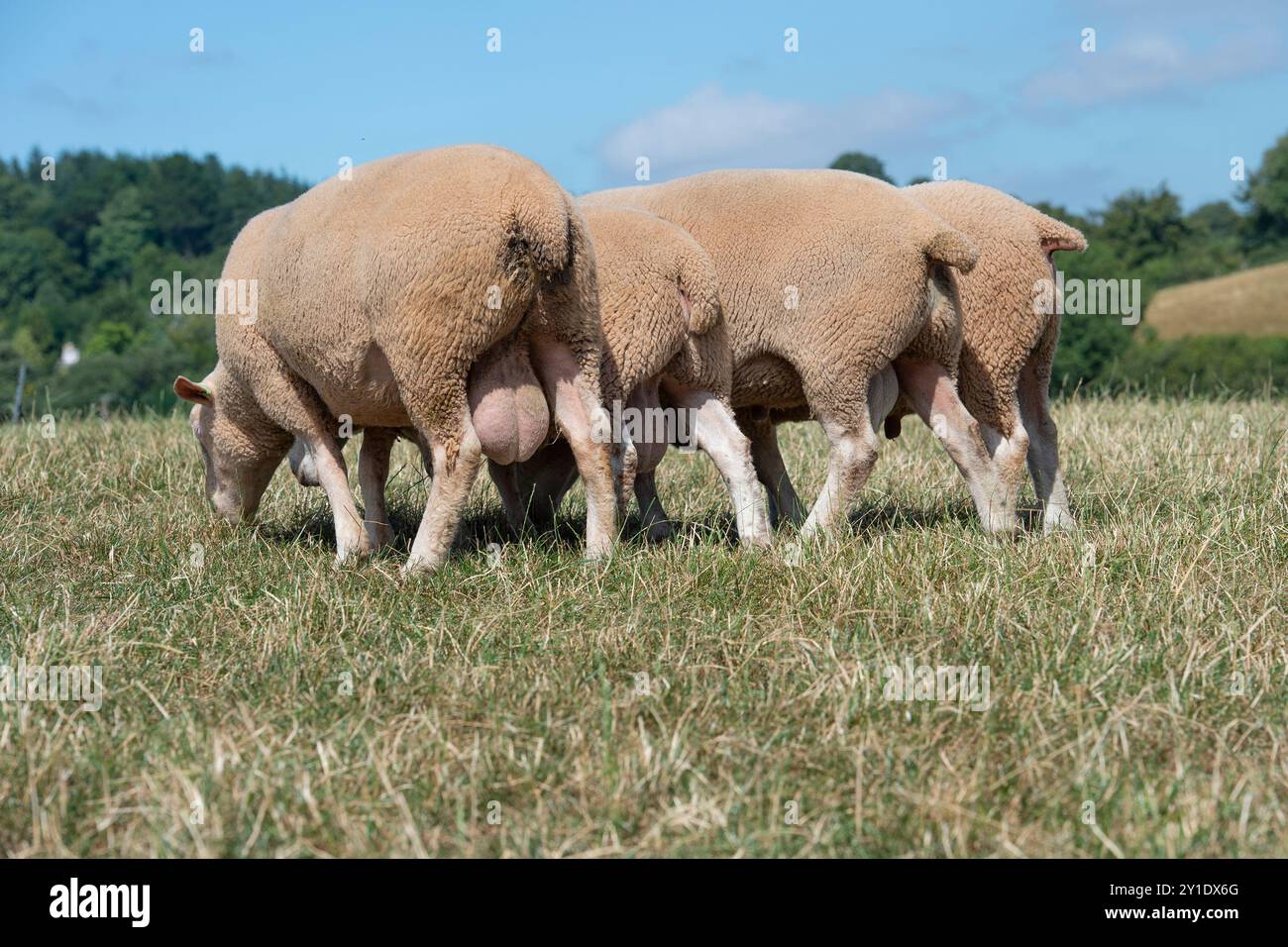 Male testicle hi-res stock photography and images - Alamy