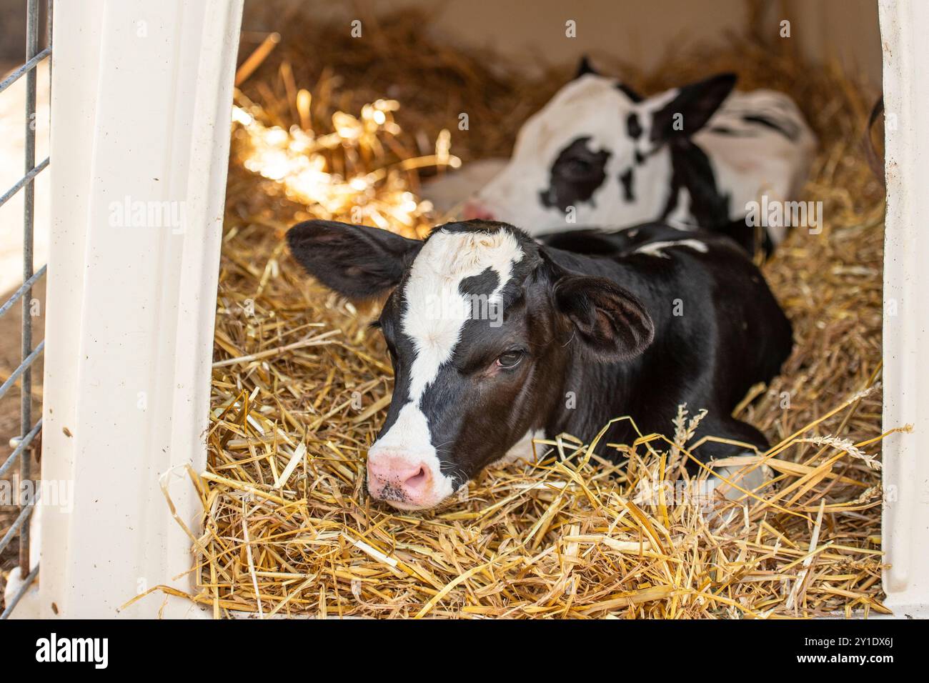 Male dairy calf england hi-res stock photography and images - Alamy