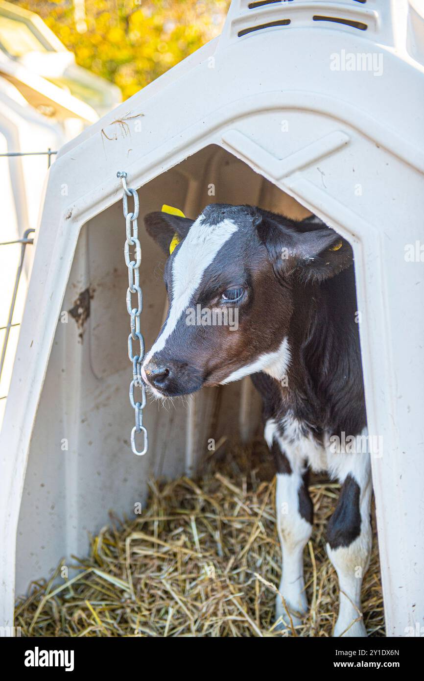 Male dairy calf england hi-res stock photography and images - Alamy