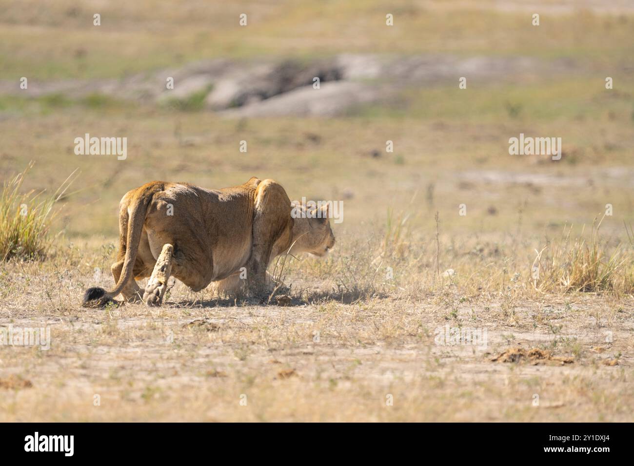 Lioness chasing grassland hi-res stock photography and images - Alamy