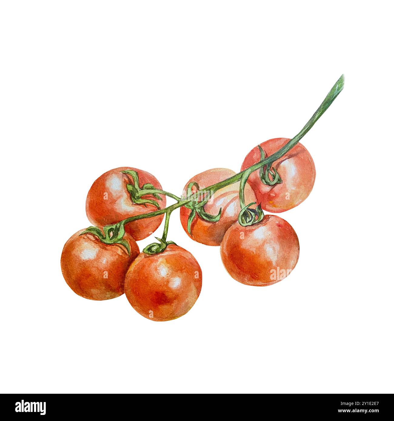 Cherry tomatoes. Twig. Red, ripe, juicy vegetables. Hand drawn ...