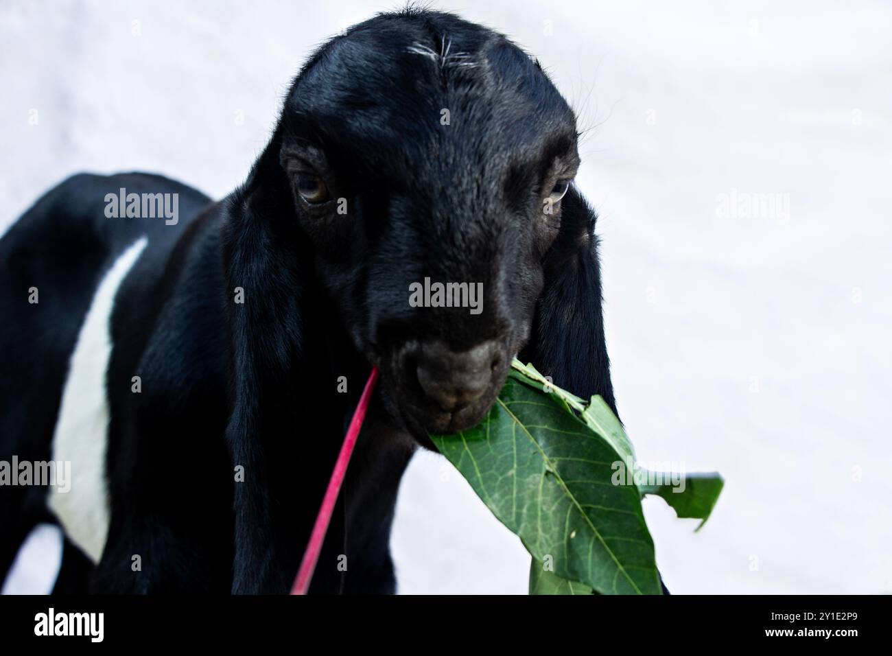 closeup of young goat with black fur eating cassava leaves in its mouth ...