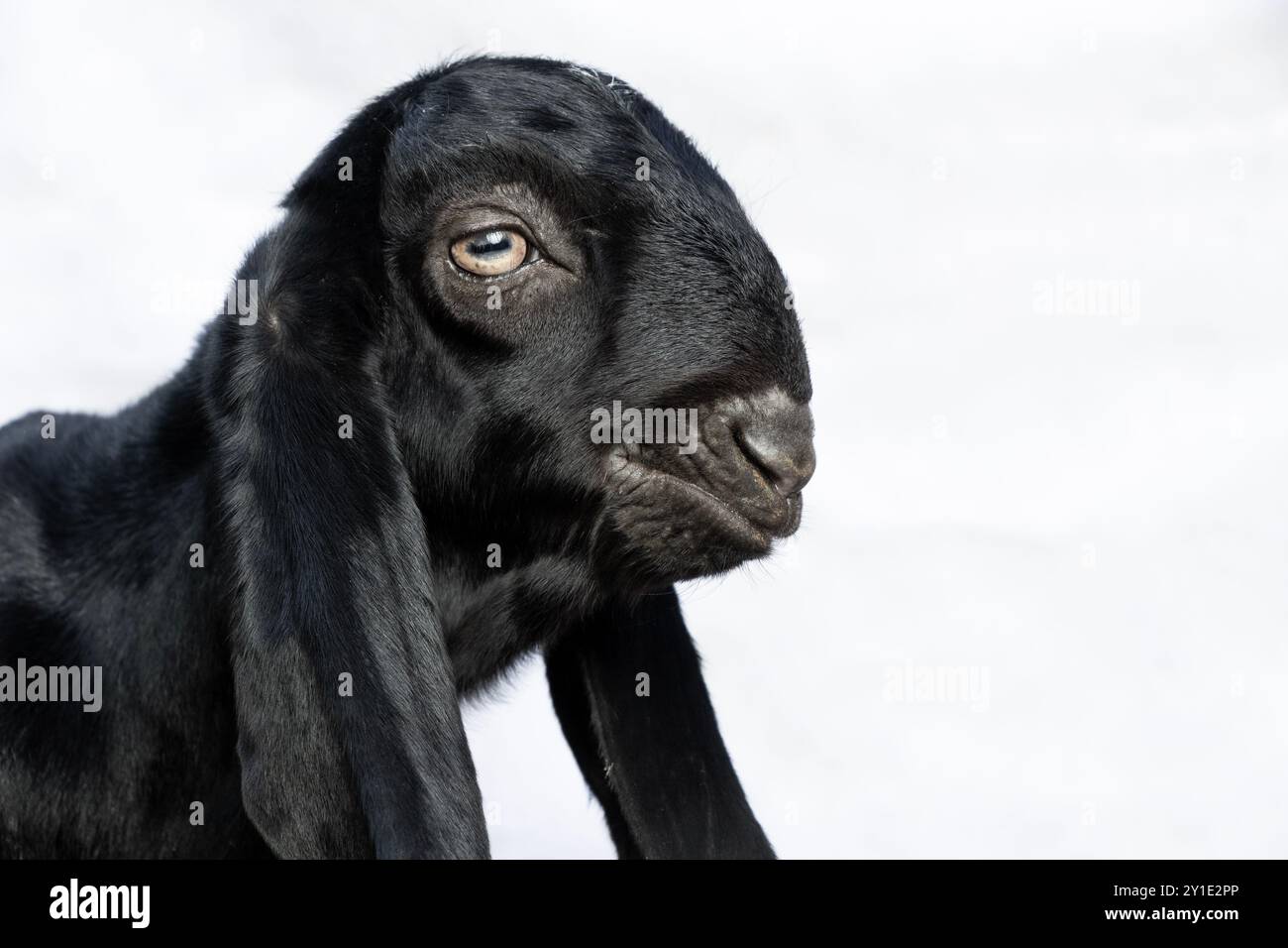 Portrait of a black goat head side view, black kid head isolated on ...