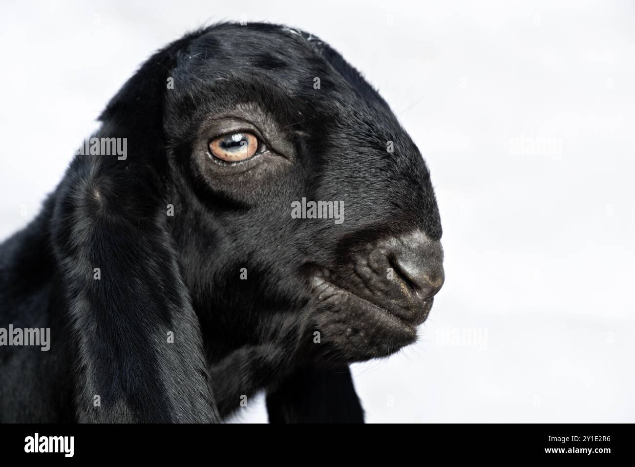 Portrait of a black goat head side view, black kid head isolated on ...