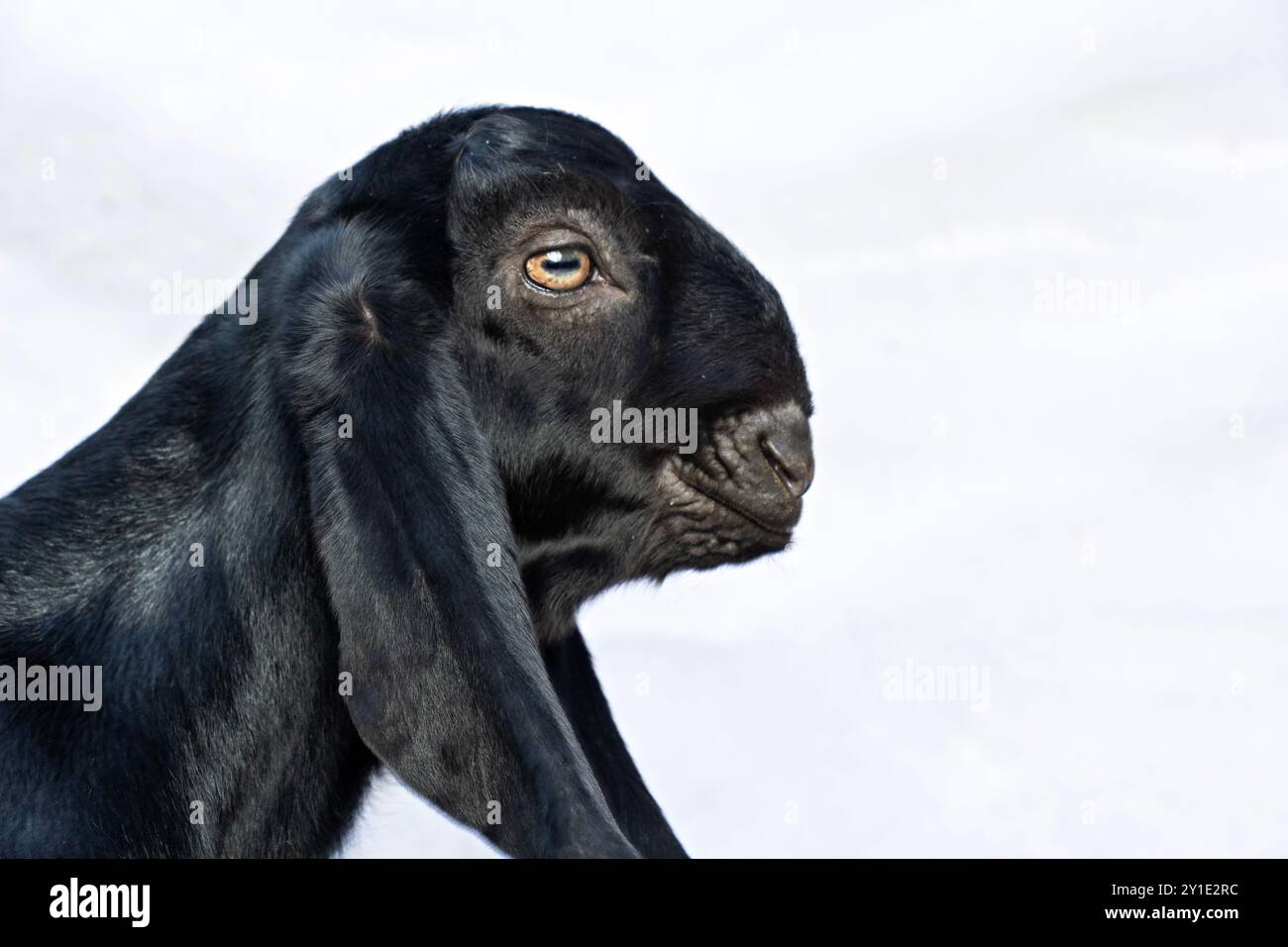 black goat head long ears side view isolated white, young goat black ...