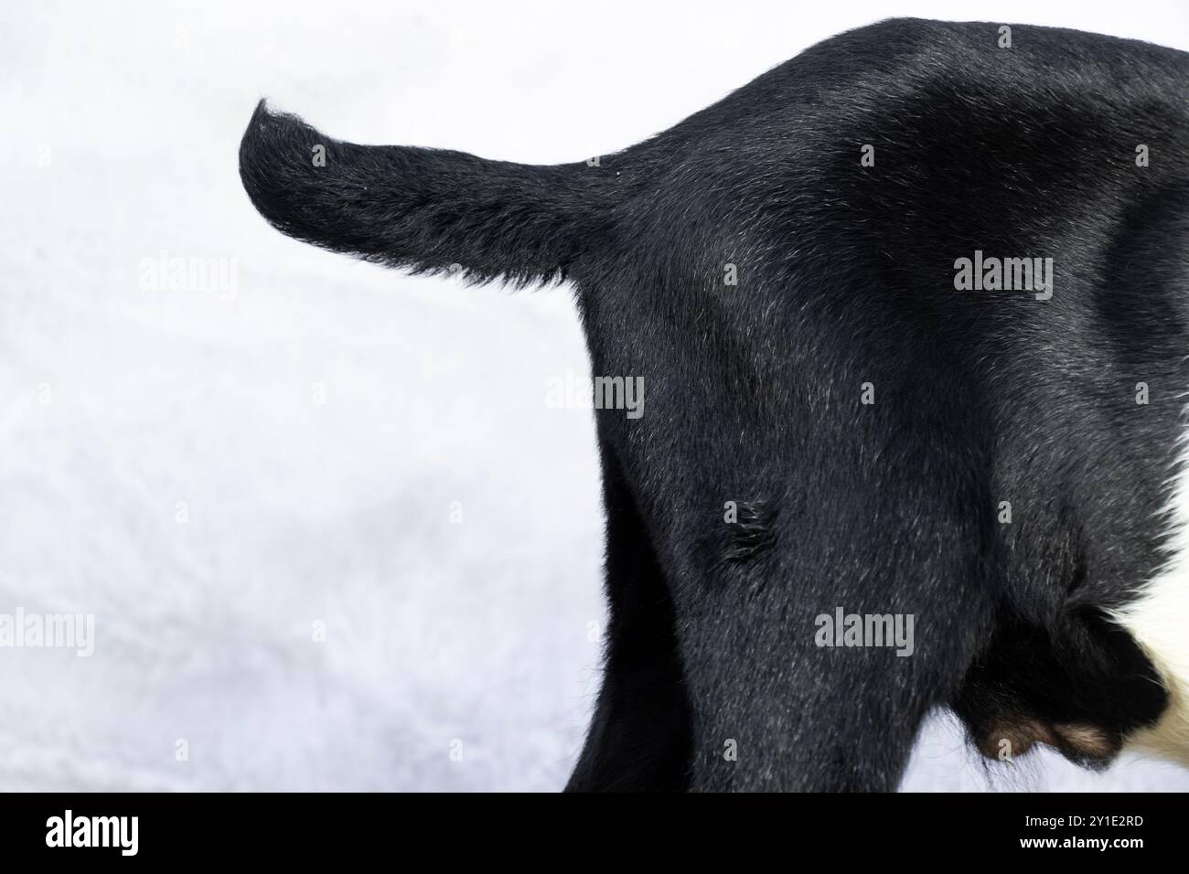 tail of young male goat with black fur, body part side view protected ...