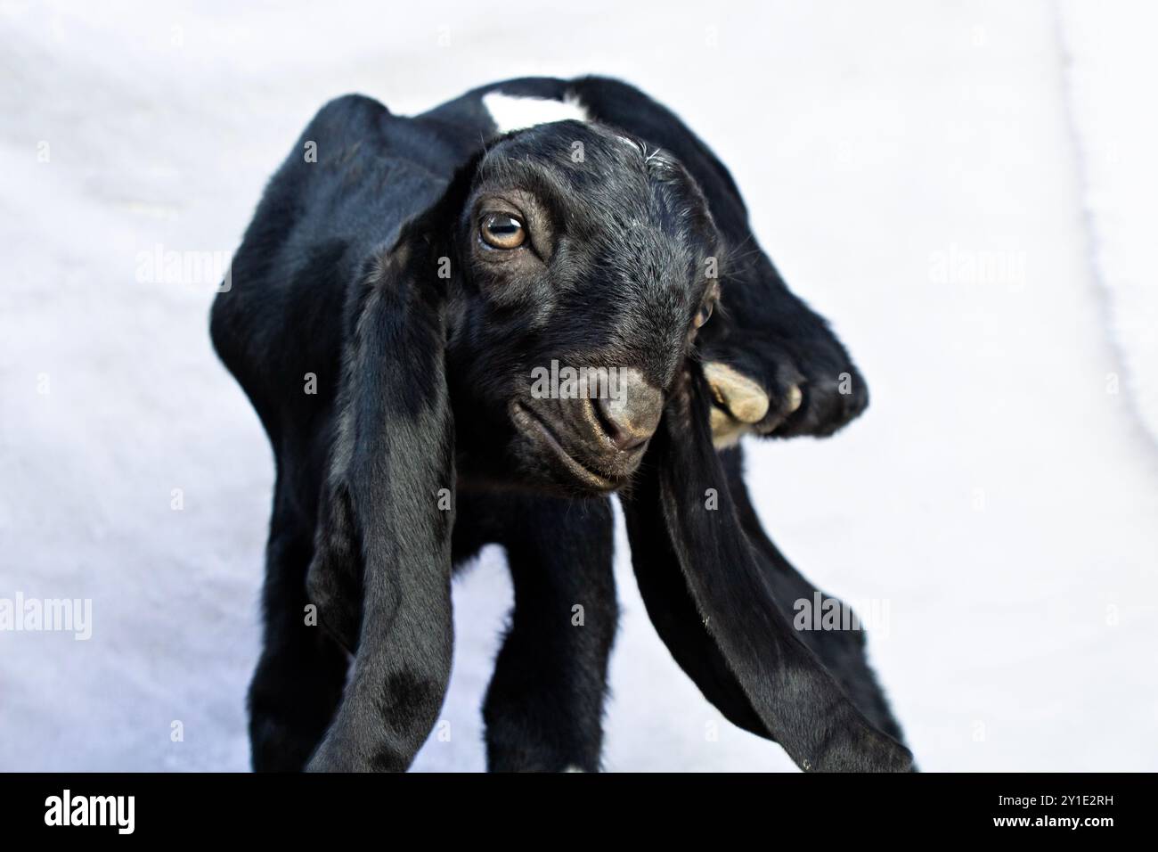 a young black goat front view is scratching its itchy head, the young ...