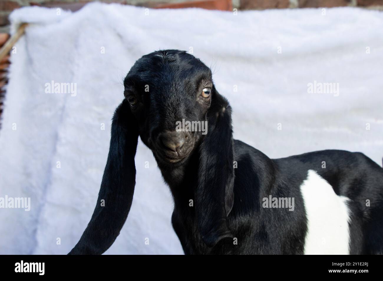 Front view of young male goat, black fur, white body lines, isolated on ...