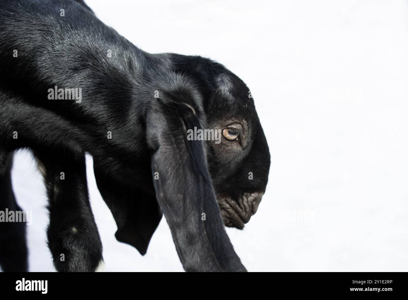 closeup of young black fur goat looking down isolated on white, black ...
