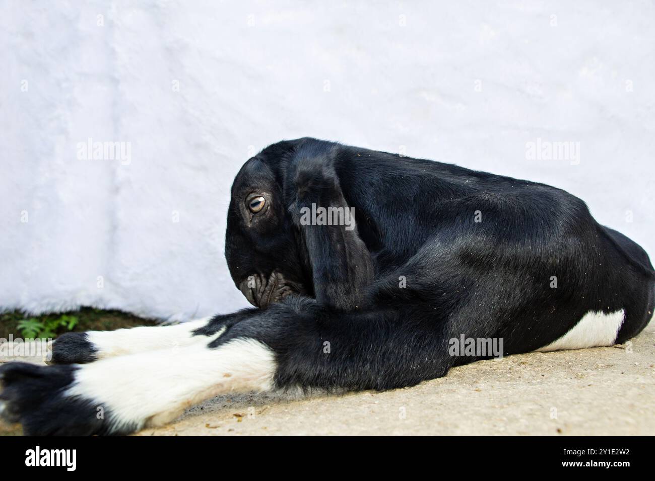 side closeup from below, young black and white striped goat relaxing on ...
