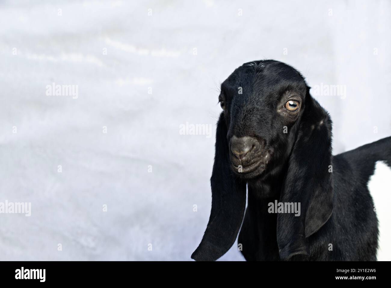 negative space a black goat white lines on body isolated white, closeup ...