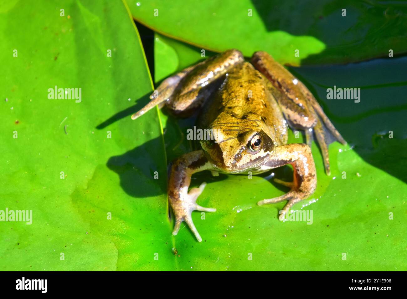 Frog on lily pad hi-res stock photography and images - Alamy