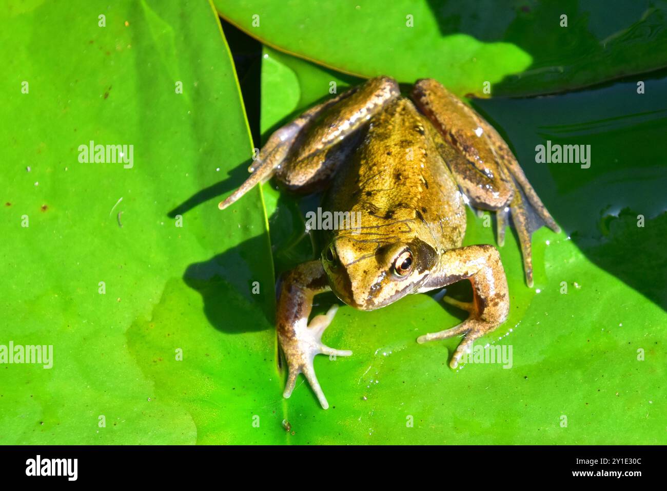 Frog on lily pad hi-res stock photography and images - Alamy