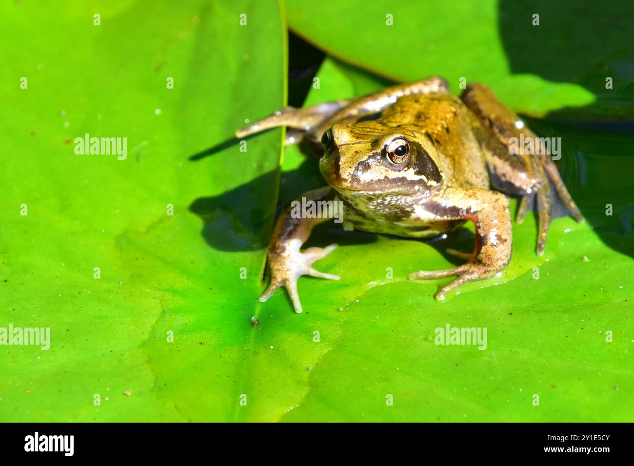 Frog on lily pad hi-res stock photography and images - Alamy