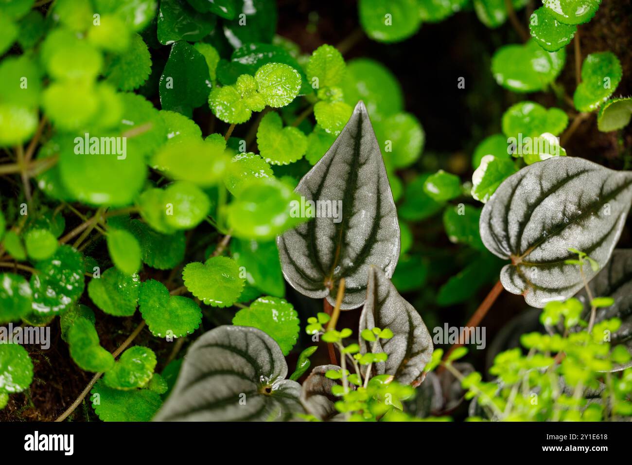 Green Leafy Plants in Natural Setting Stock Photo - Alamy