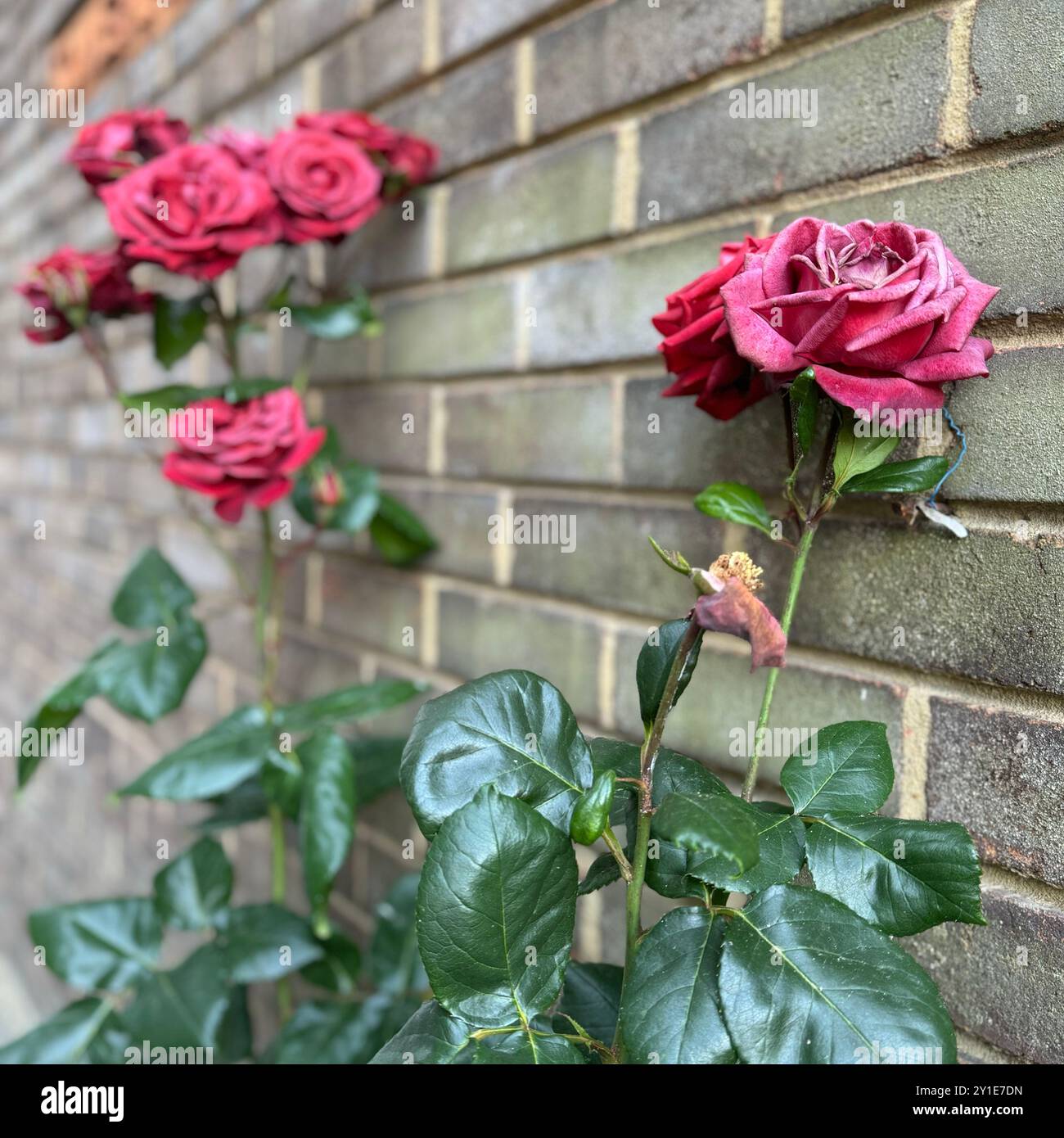 Beautiful red blooming roses hi-res stock photography and images - Alamy