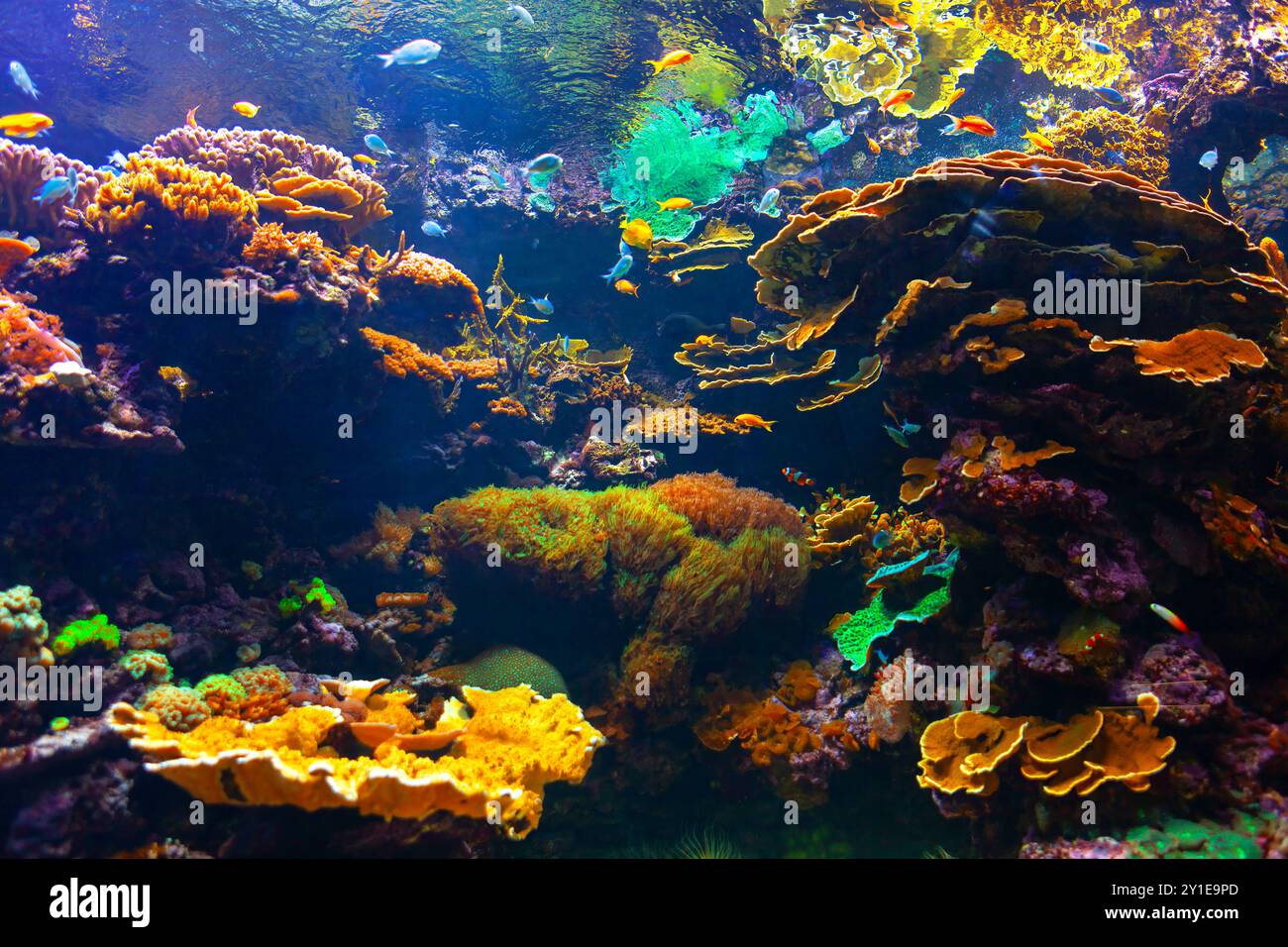 Colorful coral reef with many fish swimming around. Sea underwater ...
