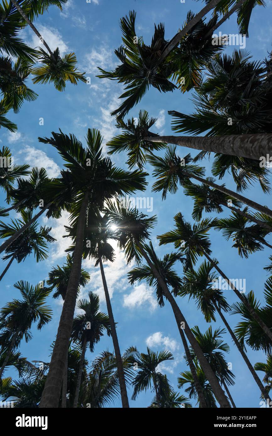 Tall palm trees densely packed against bright blue sky, bottom view ...