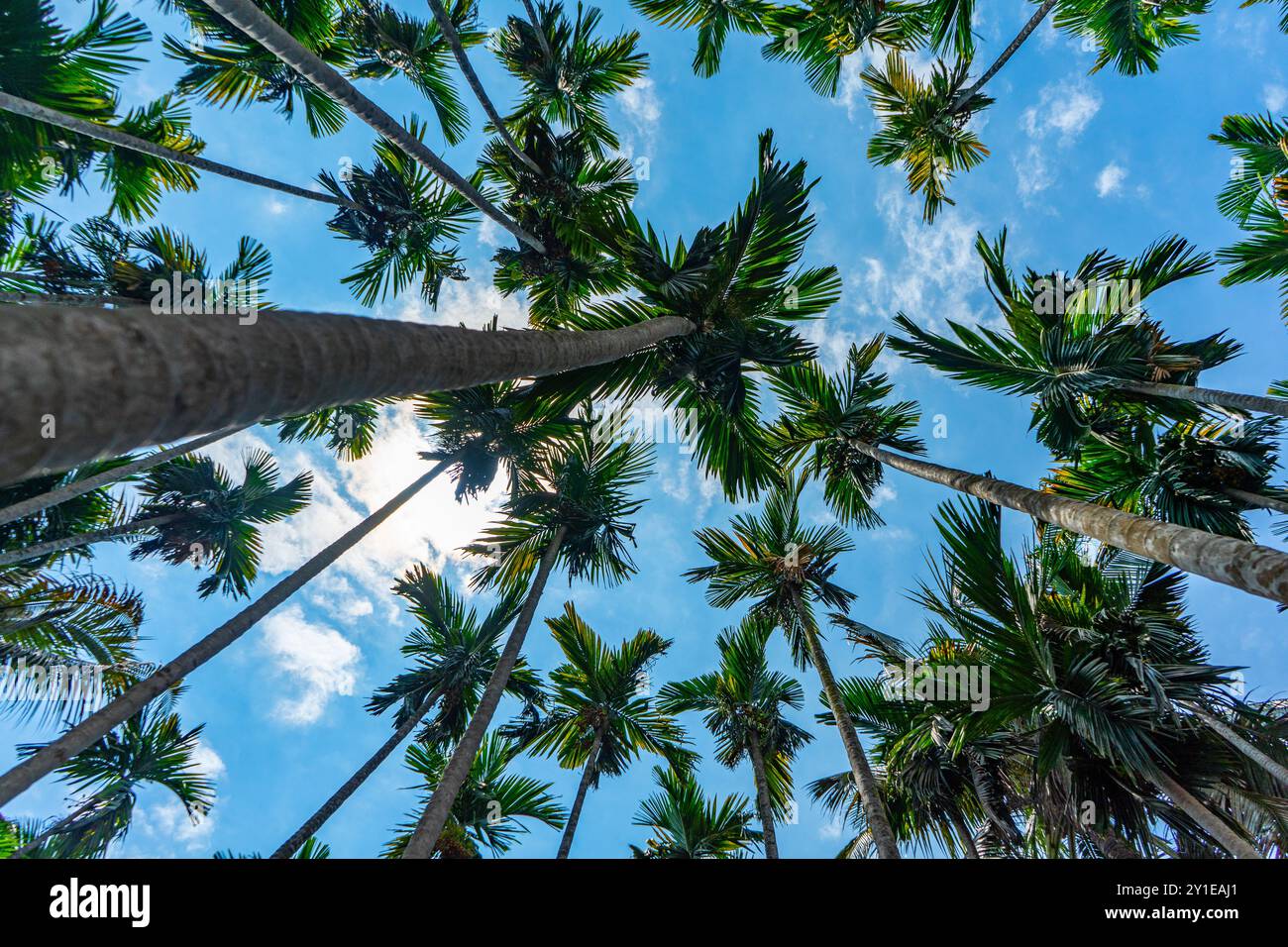 Tall palm trees densely packed against bright blue sky, bottom view ...