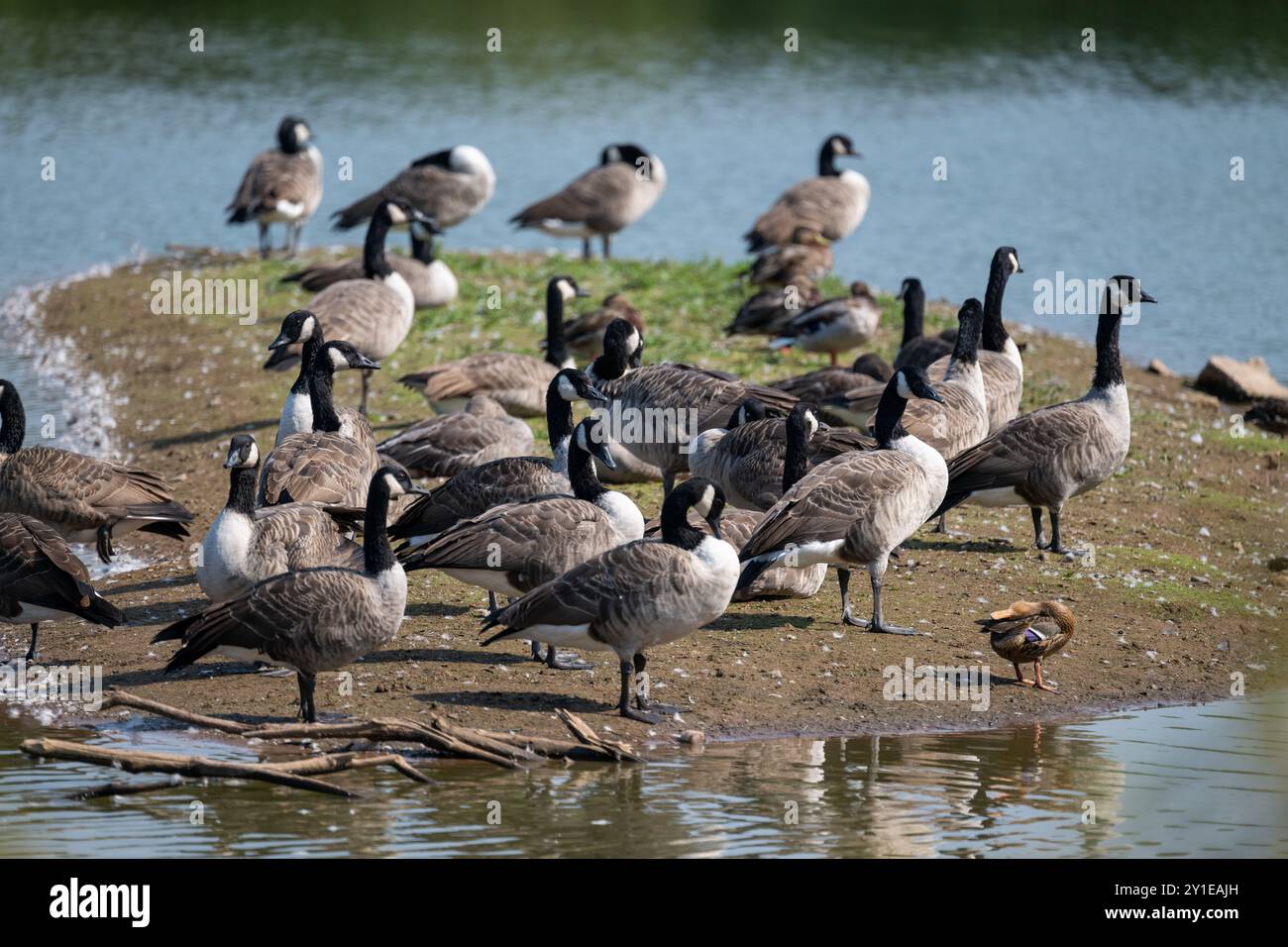 A mixed flock of geese and ducks gathered by the water's edge on a ...