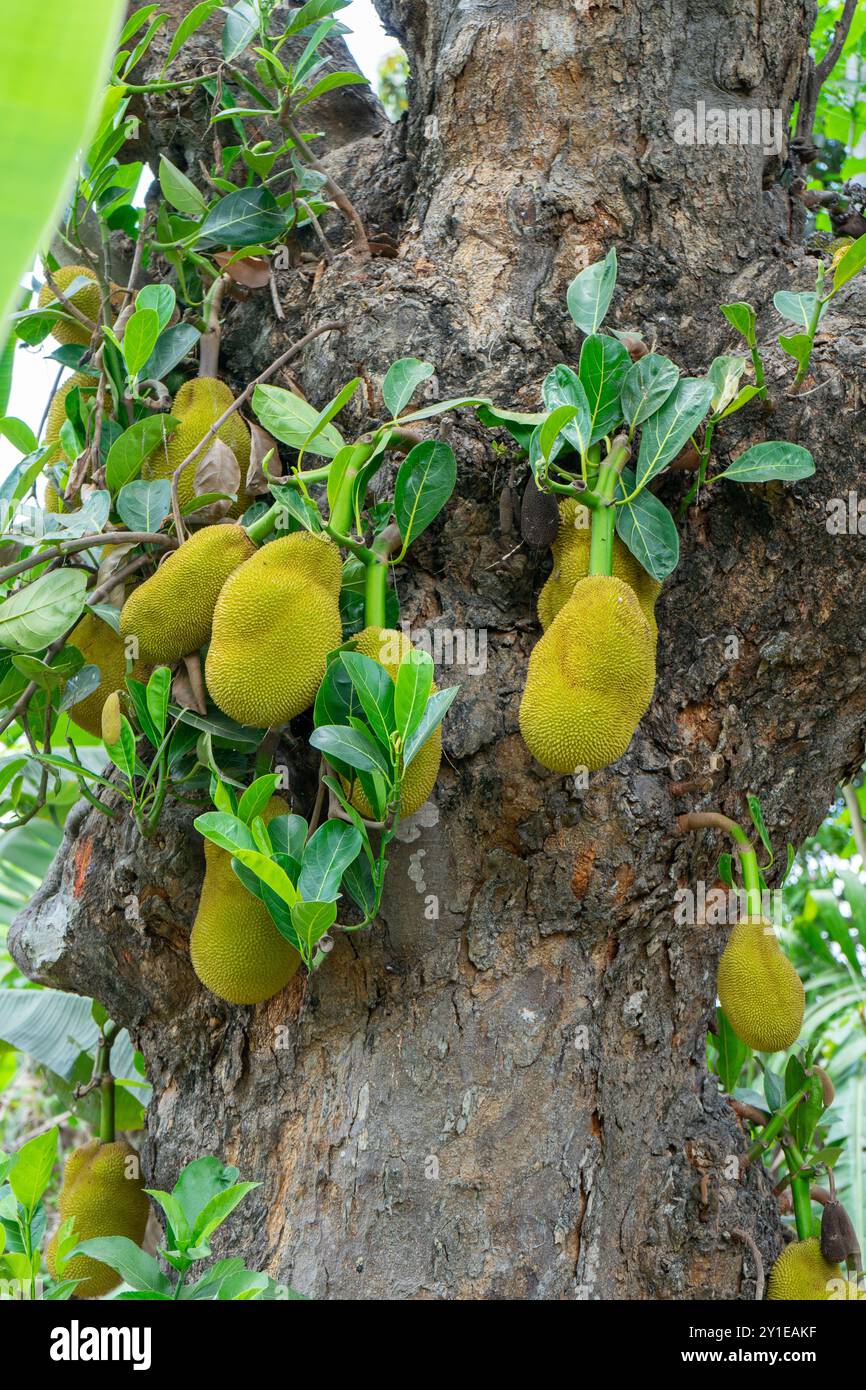 Growth hanging jackfruit trunk hi-res stock photography and images - Alamy
