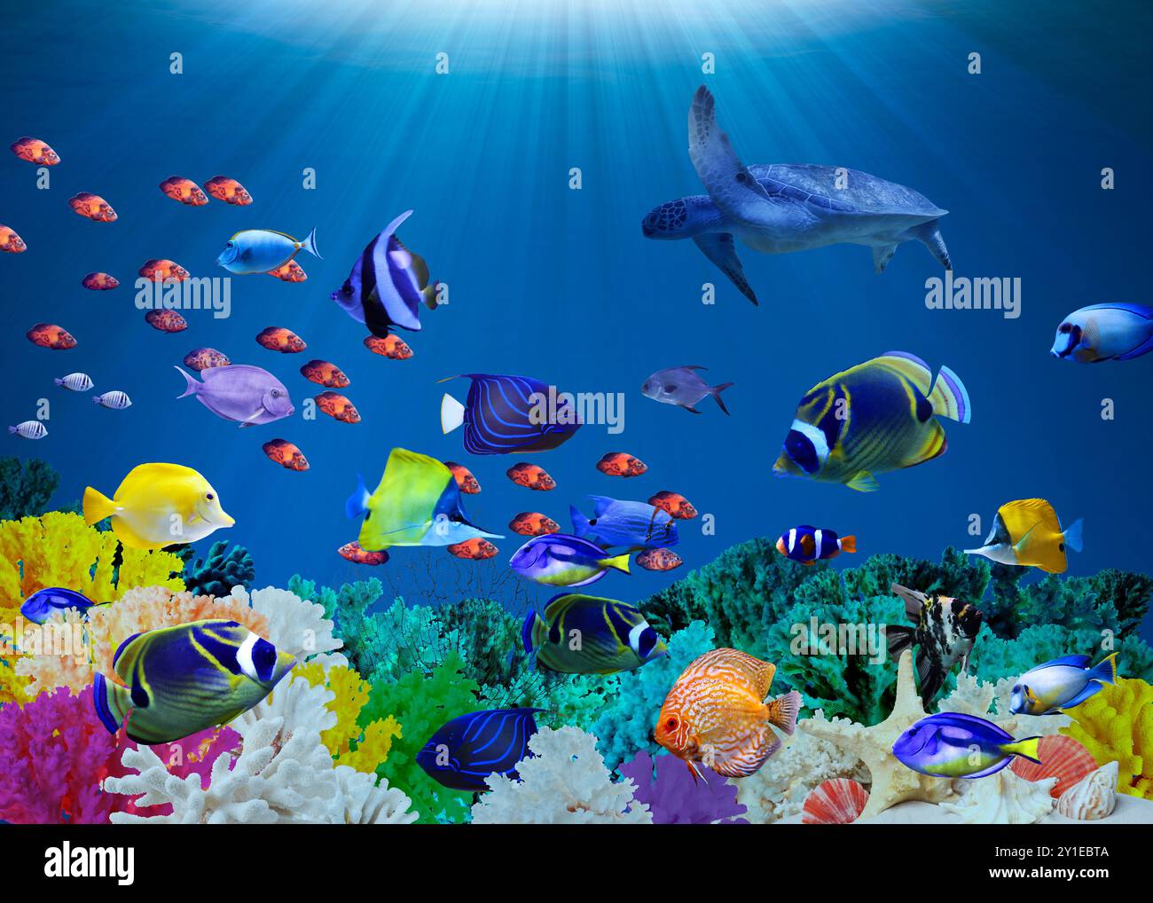 Different bright fishes and corals in sea, underwater view Stock Photo ...