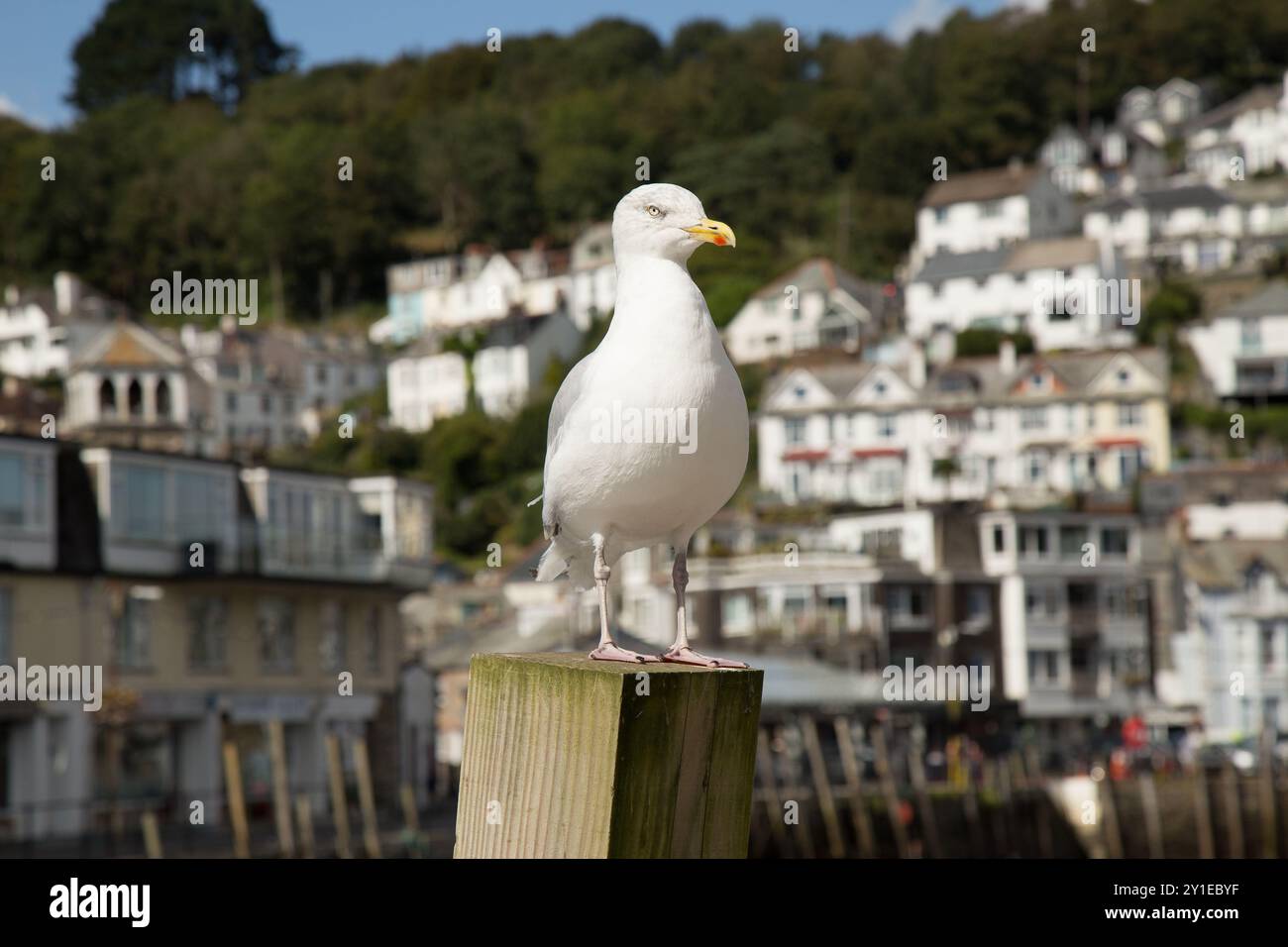 Looe town centre Stock Photo - Alamy