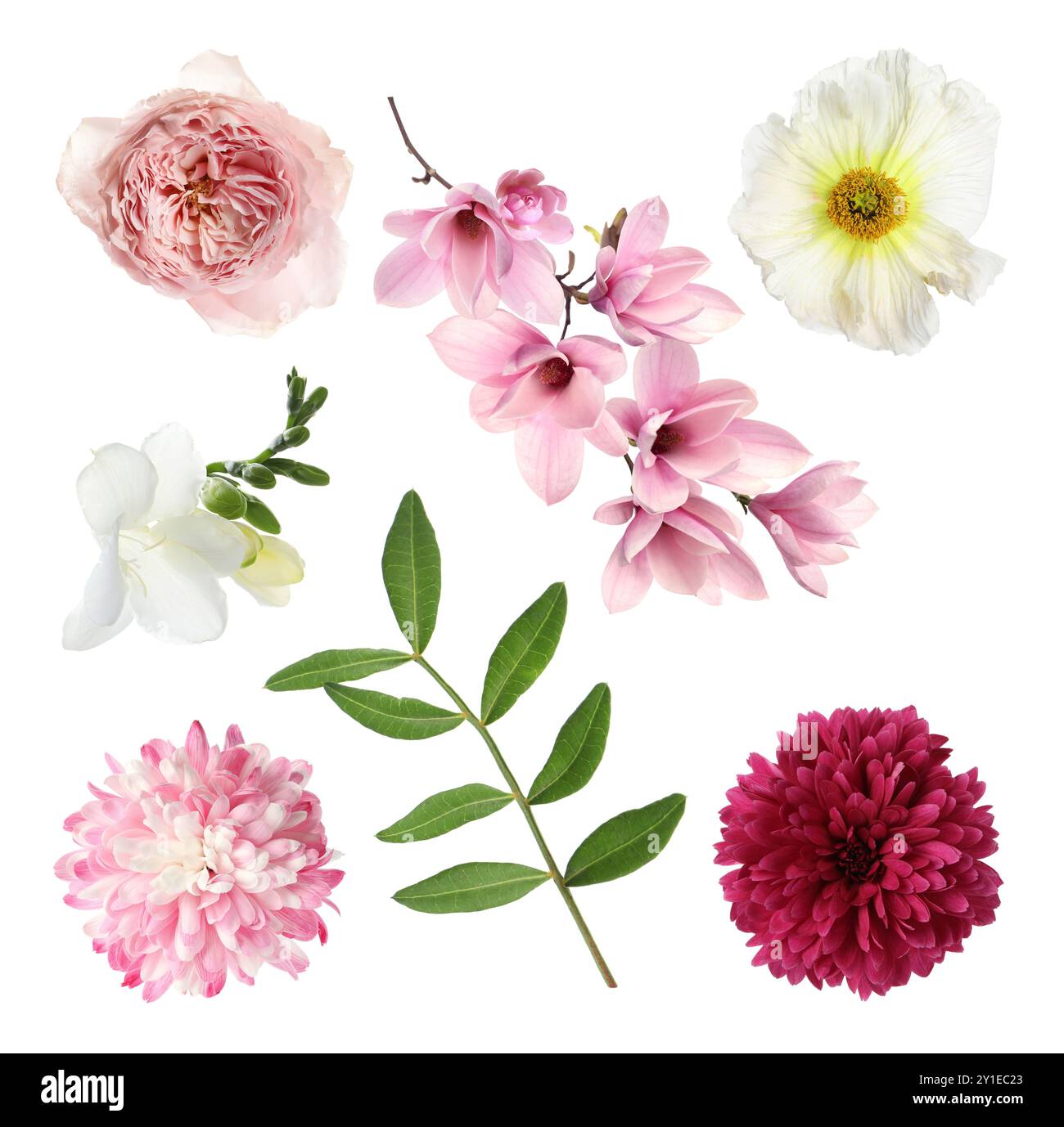 Different beautiful flowers isolated on white, set Stock Photo - Alamy