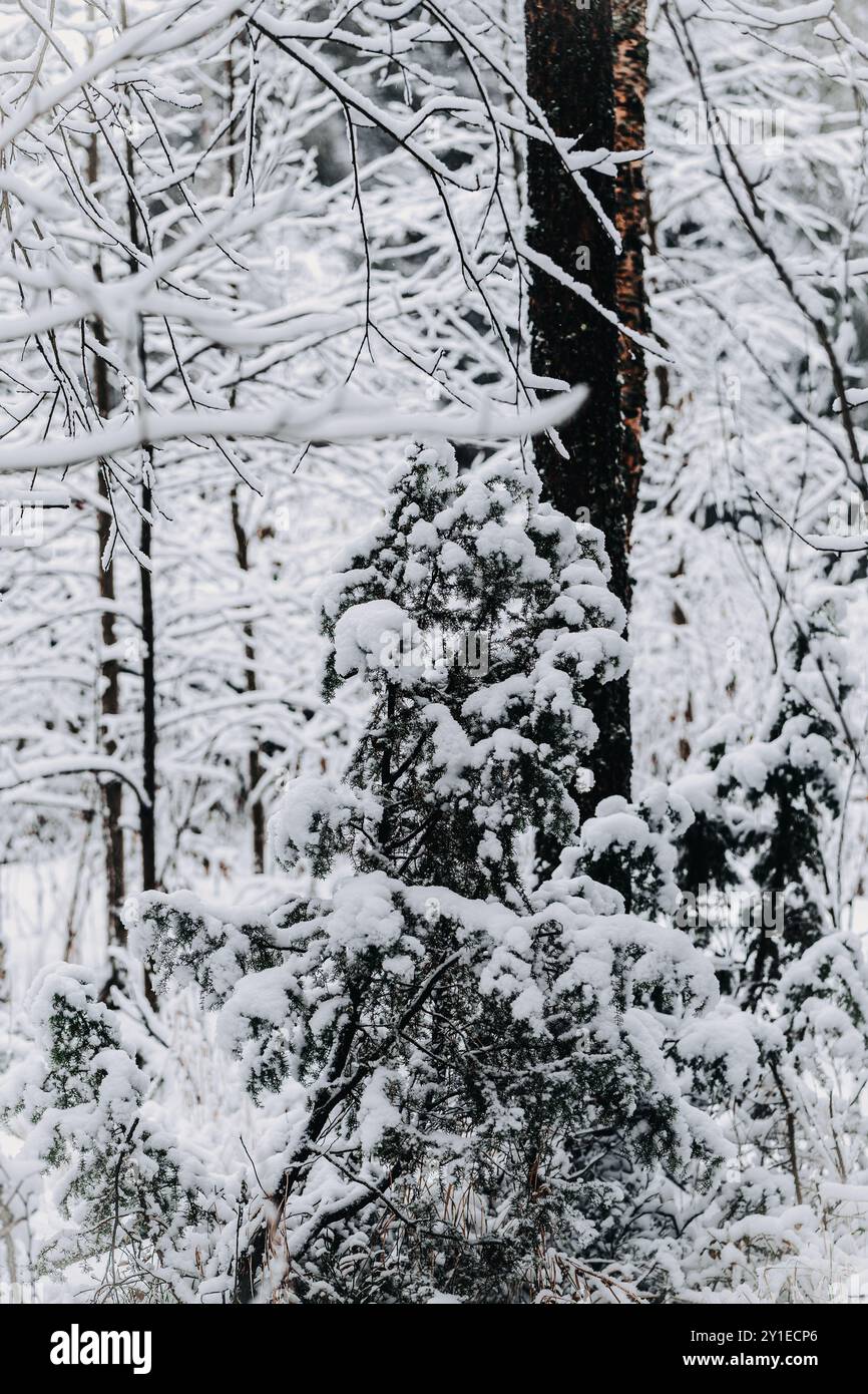 Snowy bush next to tree in forest in Rovaniemi, Lapland in winter Stock ...