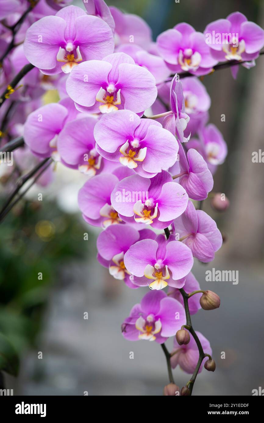 Wonderful blooming butterfly orchid branches in Tao Dan park HCM city ...