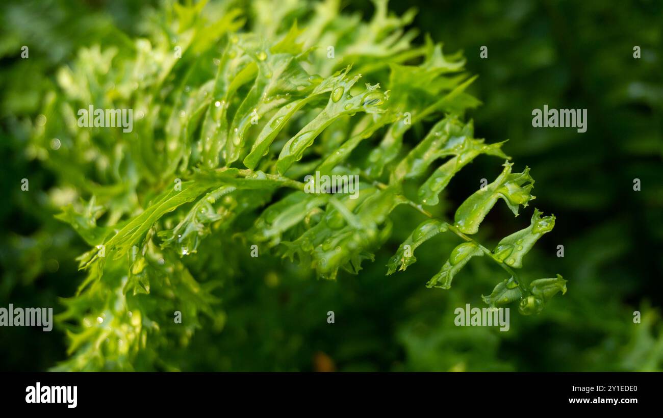 Just simple a photo of waving green leaves Stock Photo - Alamy