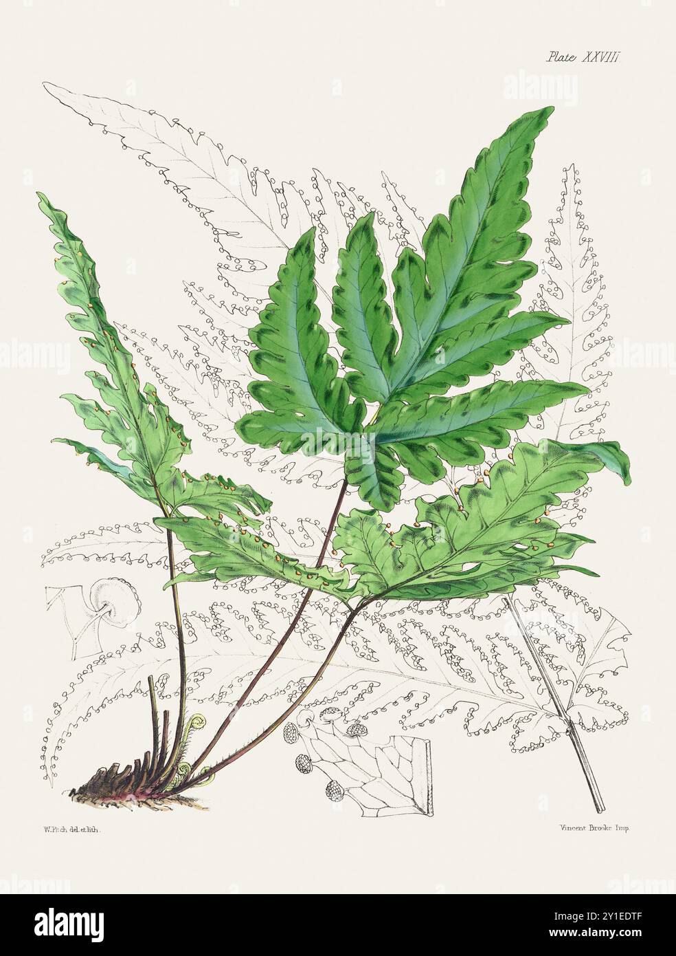 Vintage fern illustration. Botanical art from a book published in ...