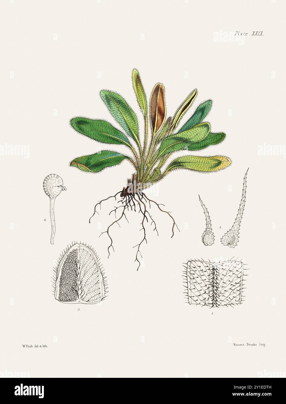 Vintage fern illustration. Botanical art from a book published in ...