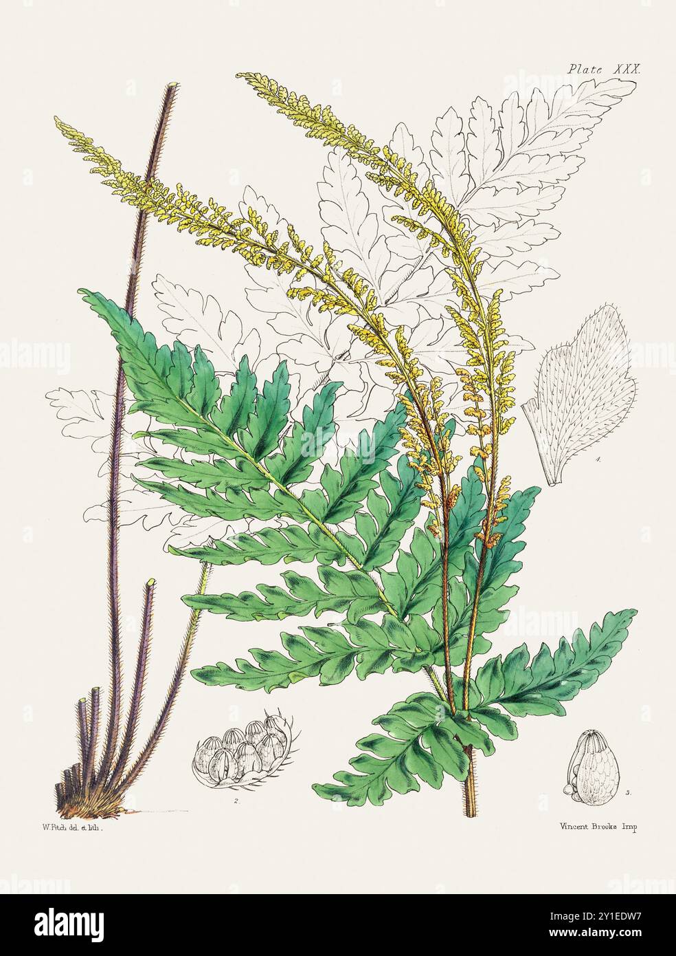 Vintage fern illustration. Botanical art from a book published in ...