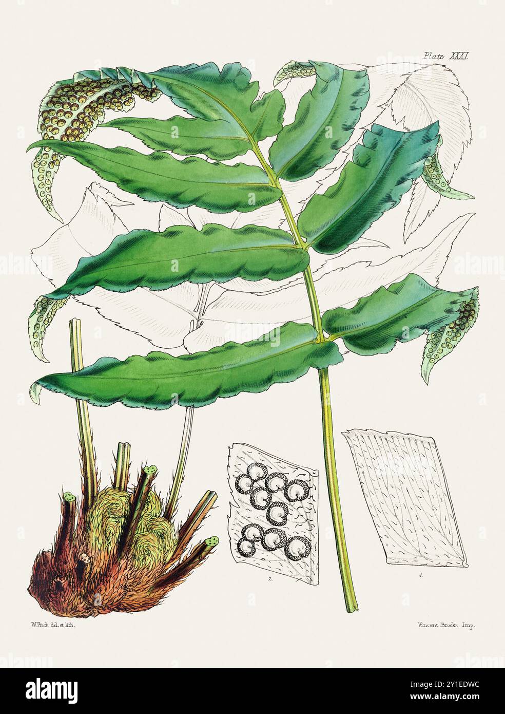 Vintage fern illustration. Botanical art from a book published in ...
