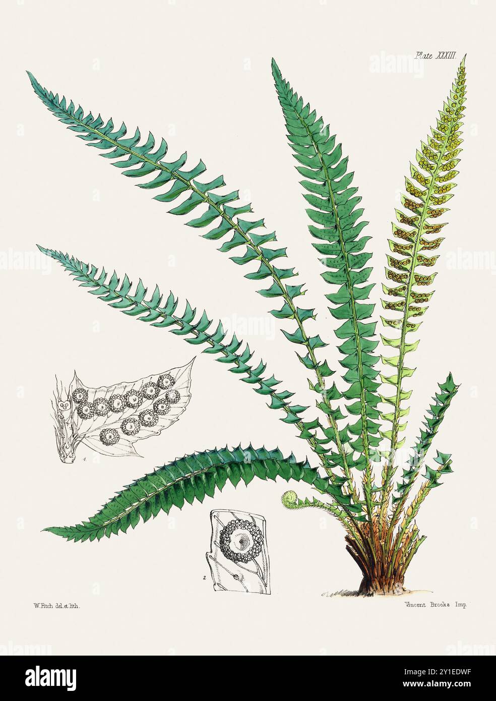 Vintage fern illustration. Botanical art from a book published in ...
