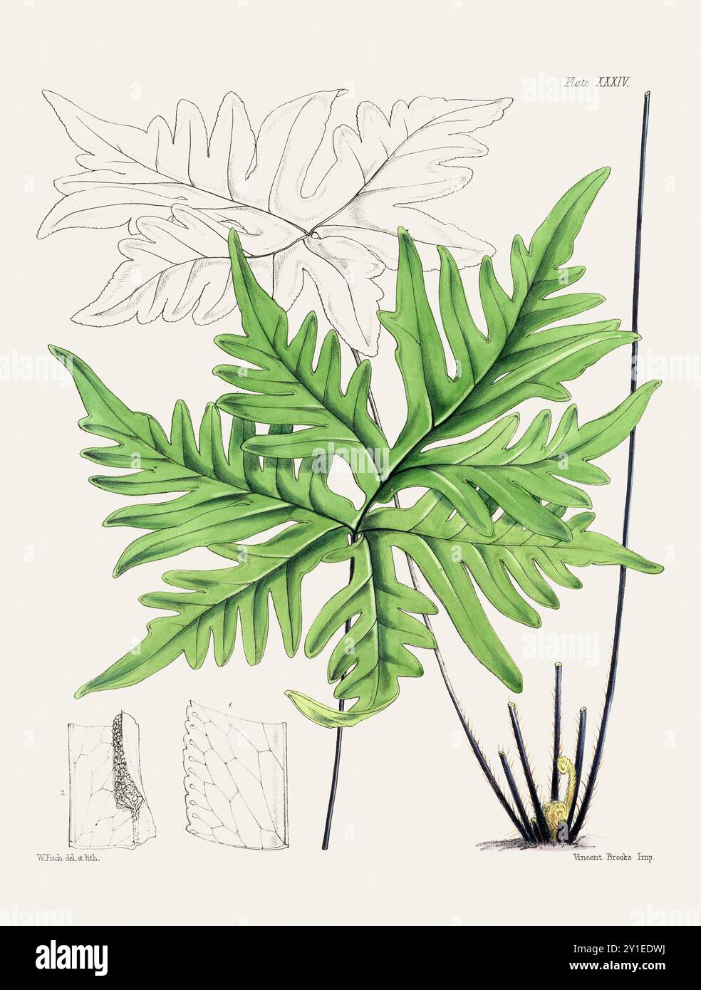 Vintage fern illustration. Botanical art from a book published in ...